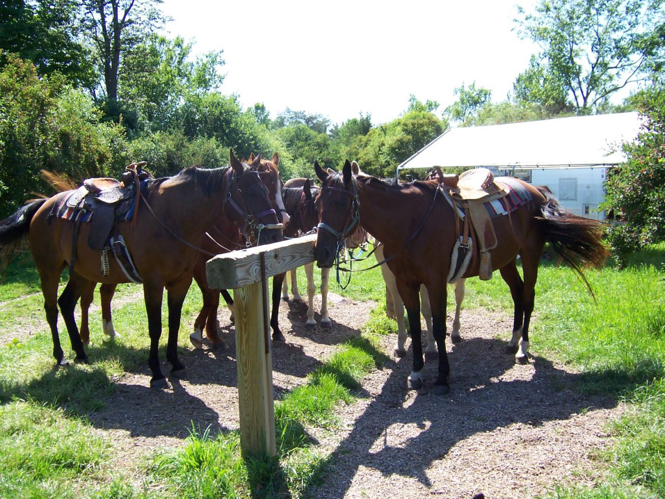 Horseback Trail Rides | Visit 1000 Islands